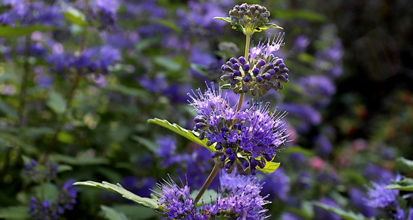 Availabilities - Check Stock - Acorn Farms Wholesale Nursery-bulk ...