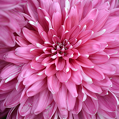 Mums Reference Guide - Acorn Farms wholesale mums