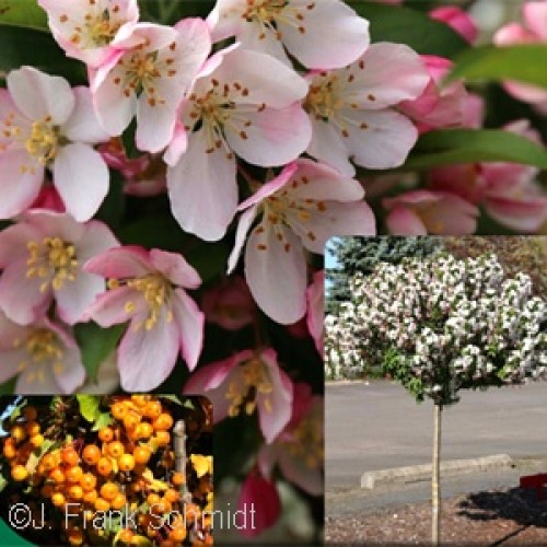 SPARKLING SPRITE® CRABAPPLE