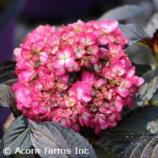 ECLIPSE BIGLEAF HYDRANGEA