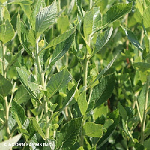 SUMMER SPARKLER™ SUMMERSWEET