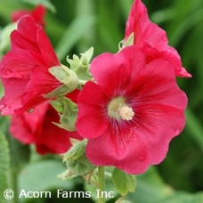 SPOTLIGHT® MARS MAGIC HOLLYHOCK