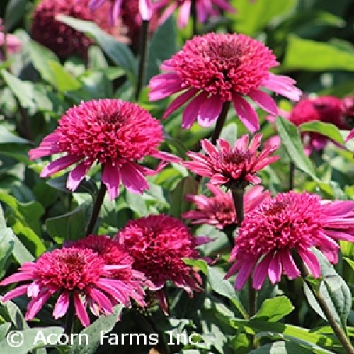 DOUBLE CODED™ RASPBERRY BERET CONEFLOWER