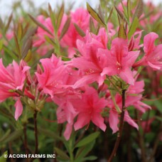 Search - azalea