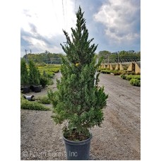 HOOKS UPRIGHT JUNIPER