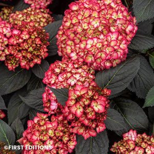 ECLIPSE BIGLEAF HYDRANGEA