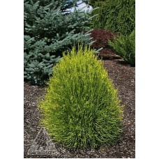 FRANKY BOY ORIENTAL ARBORVITAE