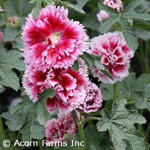 FIESTA TIME HOLLYHOCK