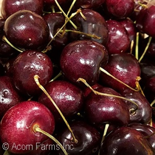 SEMI DWARF BING SWEET CHERRY TREE