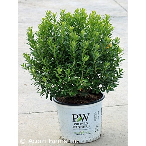 STRONGBOX® INKBERRY