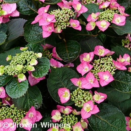 TUFF STUFF TOP FUN™ MOUNTAIN HYDRANGEA