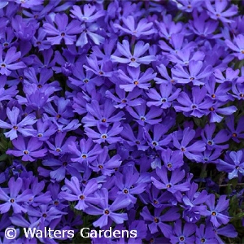 VIOLET PINWHEELS MOSS PHLOX