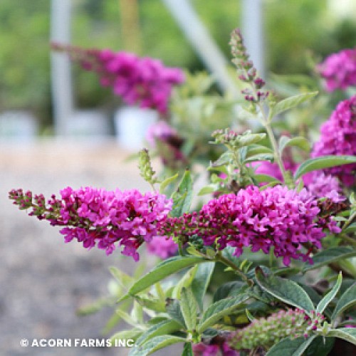 COLOR CHOICE® LO & BEHOLD® RUBY CHIP BUTTERFLY BUSH
