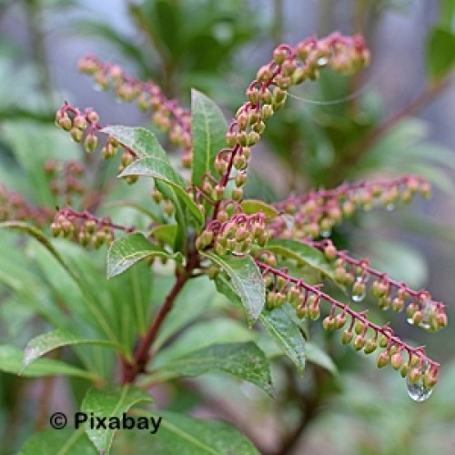 BLUE ICE BOG ROSEMARY