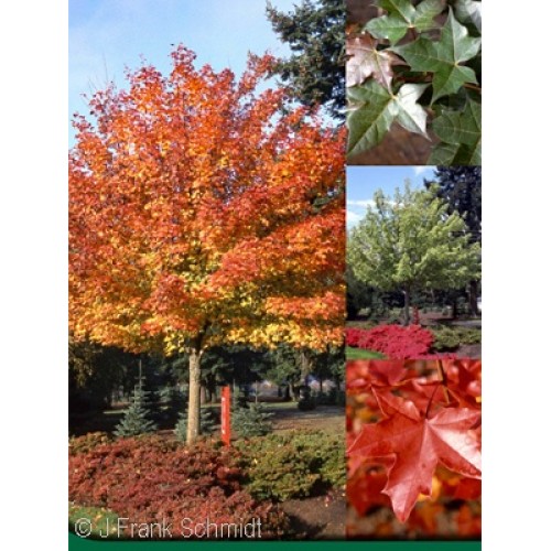NORWEGIAN SUNSET® SHANTUNG MAPLE