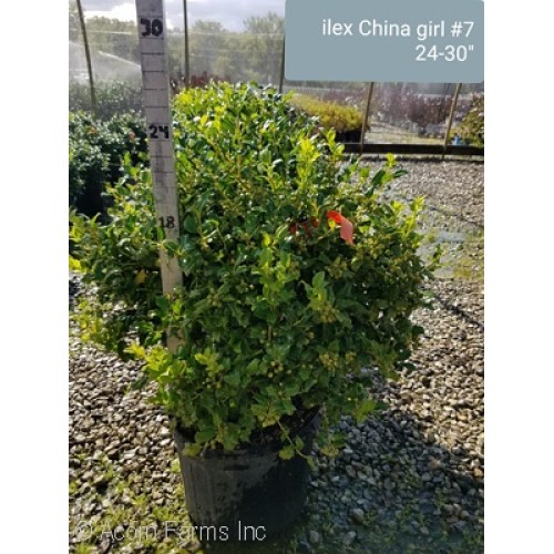CHINA GIRL® FEMALE BLUE HOLLY