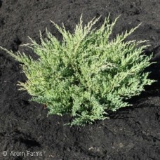 ANDORA YOUNGSTOWN JUNIPER