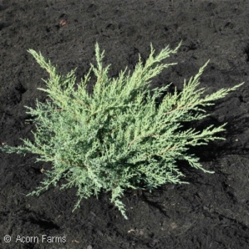 KALLAY PFITZER JUNIPER