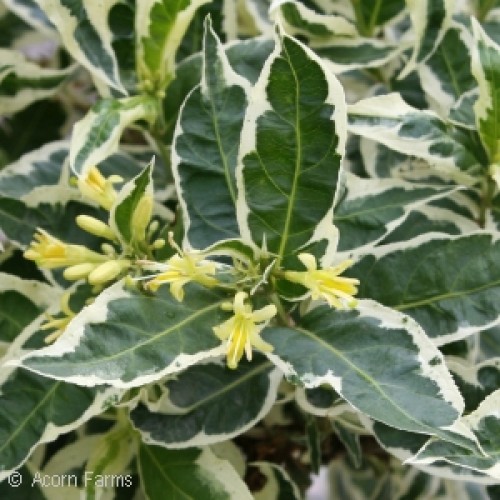 FIRST EDITIONS® COOL SPLASH® HONEYSUCKLE