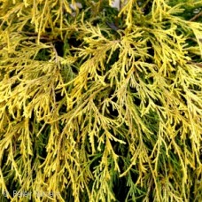 Search - CHAMAECYPARIS PIS GOLD MOP