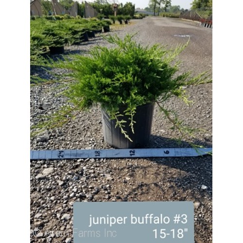 BUFFALO JUNIPER