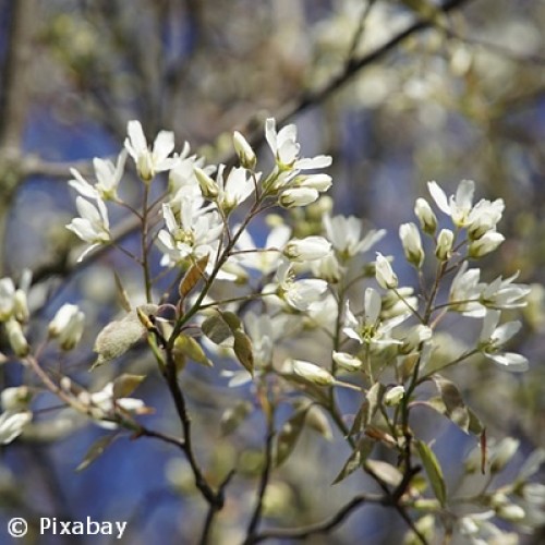 GLENFORM RAINBOW PILLAR® SERVICEBERRY