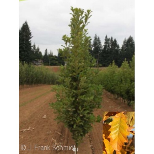 BEACON® SWAMP WHITE OAK