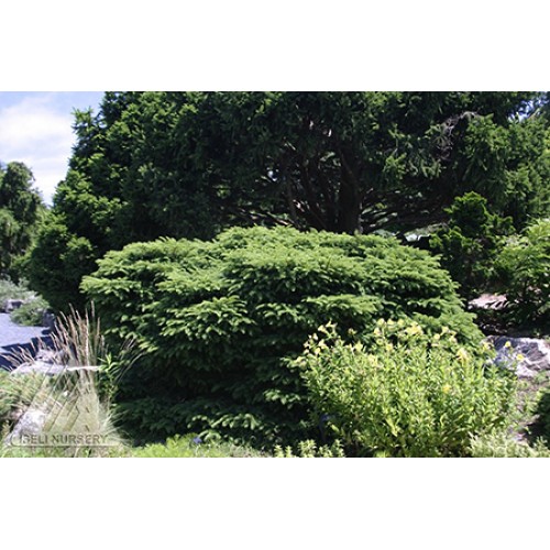 BIRDS NEST SPRUCE