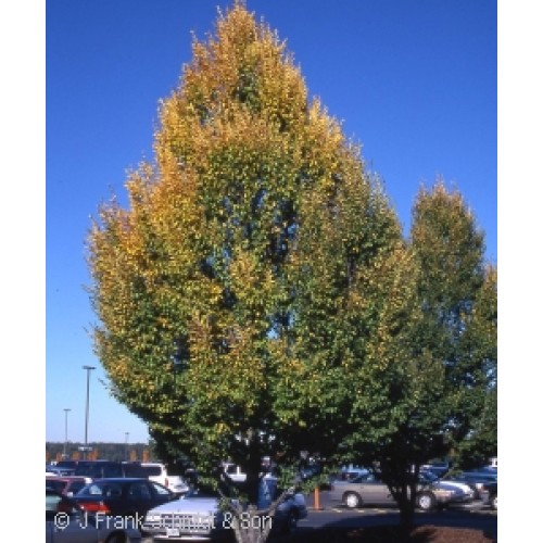UPRIGHT EUROPEAN HORNBEAM