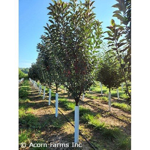 EMERALD SPIRE® CRABAPPLE