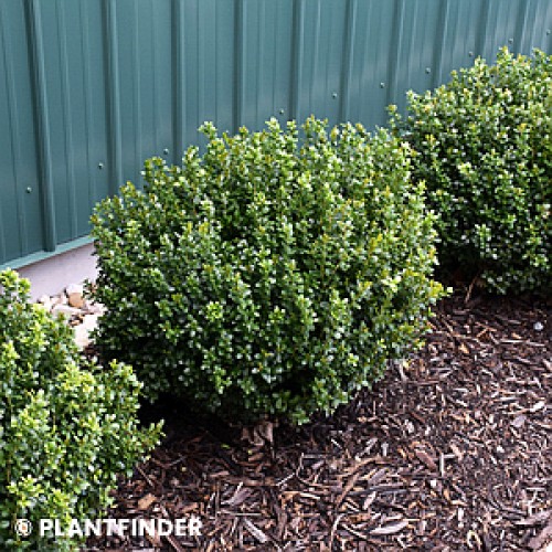 NEWGEN® FREEDOM™ BOXWOOD