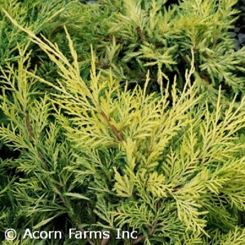 GOLD LACE CHINESE JUNIPER
