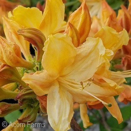 GOLDEN LIGHTS DECIDUOUS AZALEA