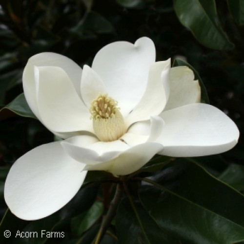 BRACKENS BROWN BEAUTY MAGNOLIA