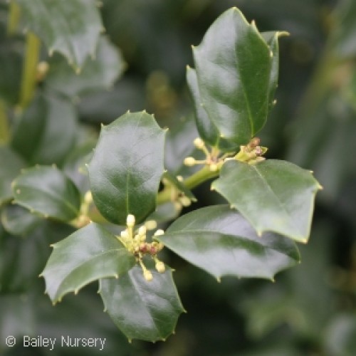 CHINA BOY® BLUE MALE HOLLY