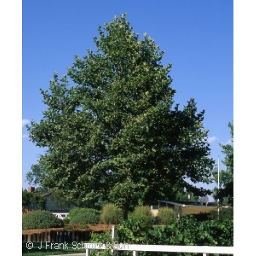 BLOODGOOD LONDON PLANETREE