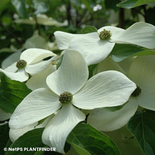 STARLIGHT CHINESE DOGWOOD