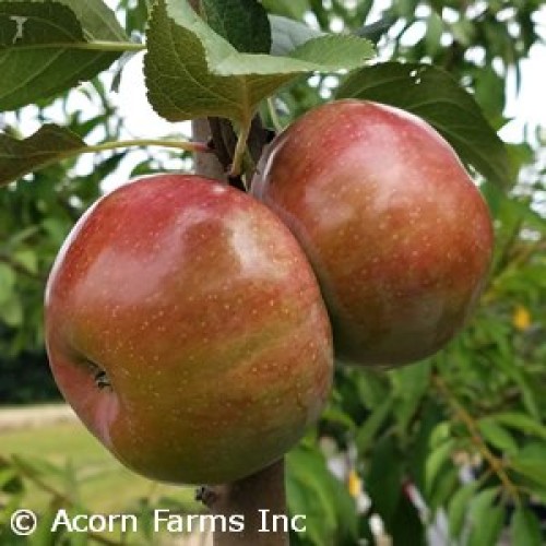 LIBERTY APPLE TREE