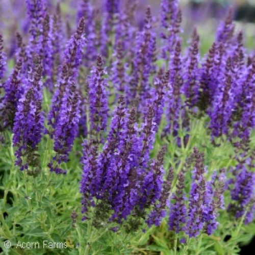 MARCUS PERENNIAL SAGE