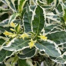 FIRST EDITIONS® COOL SPLASH® HONEYSUCKLE